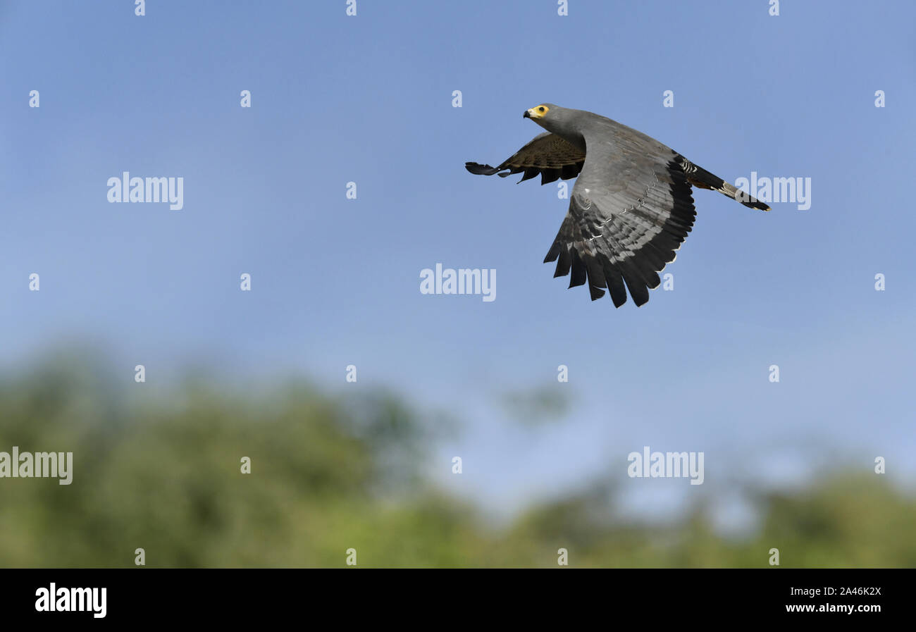 African harrier hawk immagini e fotografie stock ad alta risoluzione ...