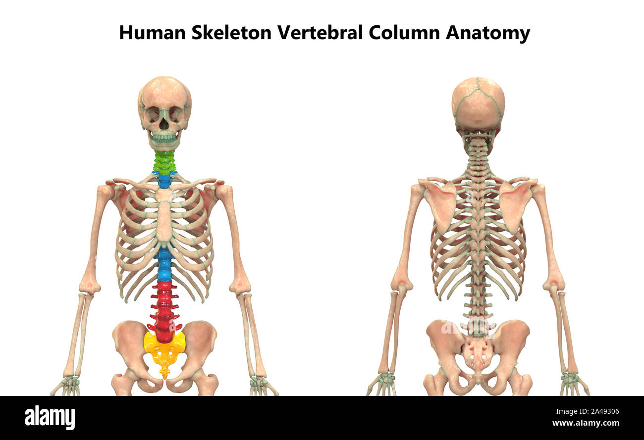 La colonna vertebrale di scheletro umano anatomia del sistema Foto ...