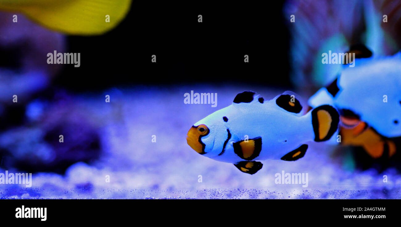 Pesci Nemo Immagini e Fotos Stock - Alamy