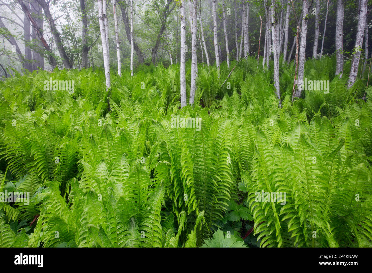 Felci delle piante immagini e fotografie stock ad alta risoluzione - Alamy