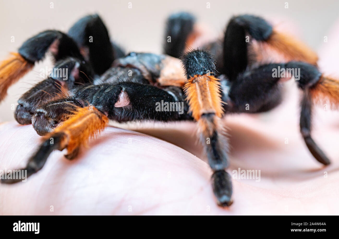 Tarantola carina immagini e fotografie stock ad alta risoluzione - Alamy