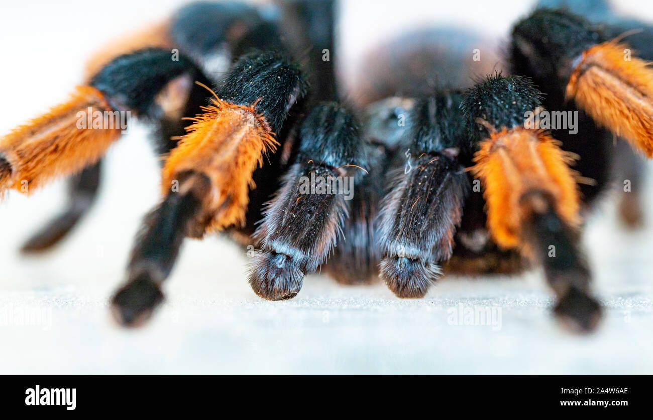 Tarantola carina immagini e fotografie stock ad alta risoluzione - Alamy