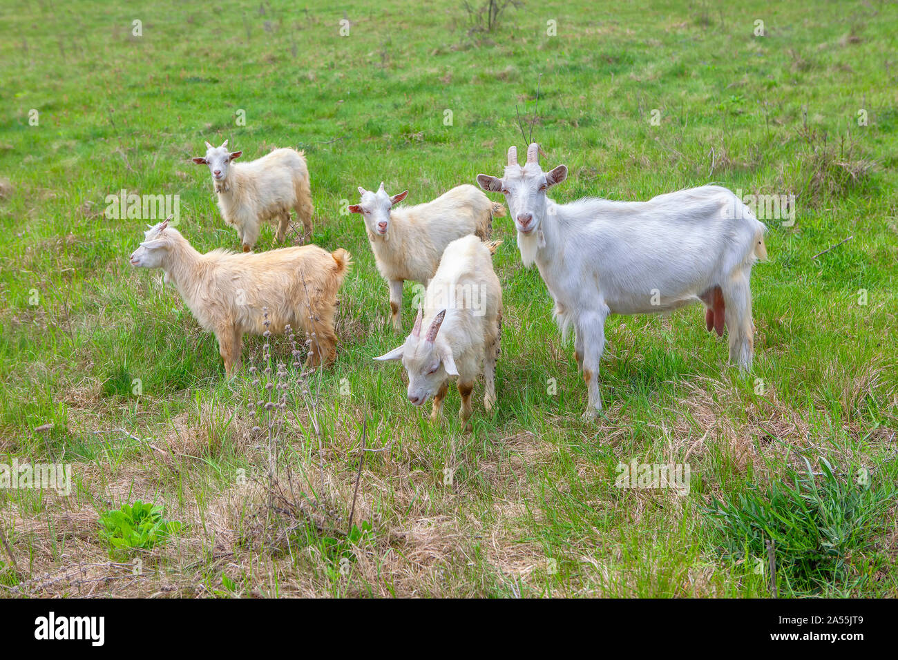 Bovini ovini caprini insieme immagini e fotografie stock ad alta ...