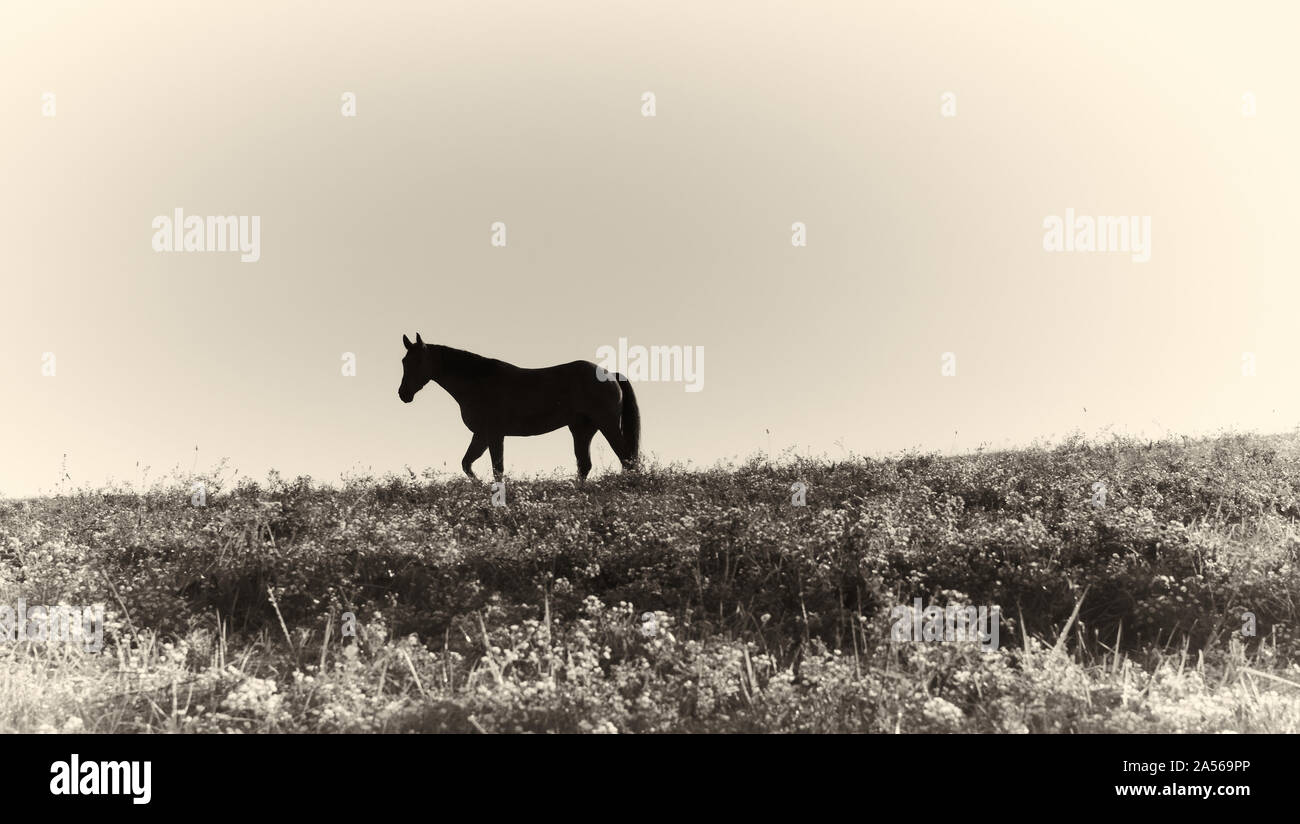 Sagoma di cavallo cielo blu immagini e fotografie stock ad alta ...