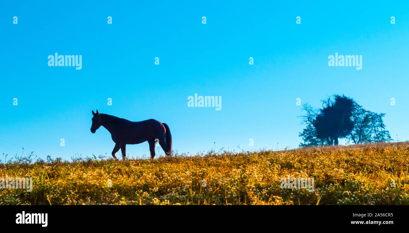 Sagoma di cavallo cielo blu immagini e fotografie stock ad alta ...