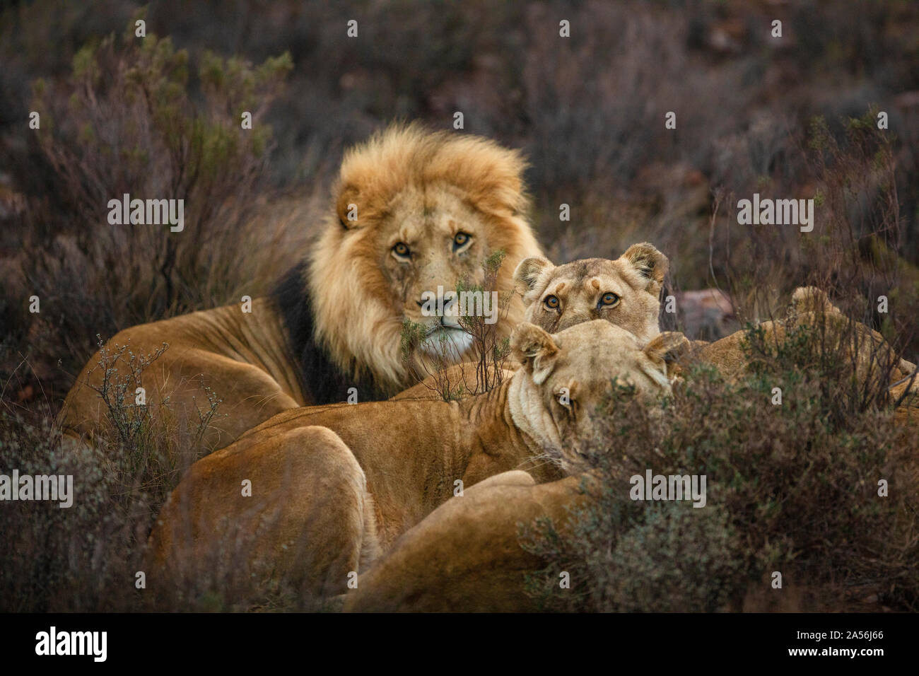 Quattro leoni reclinabili immagini e fotografie stock ad alta ...