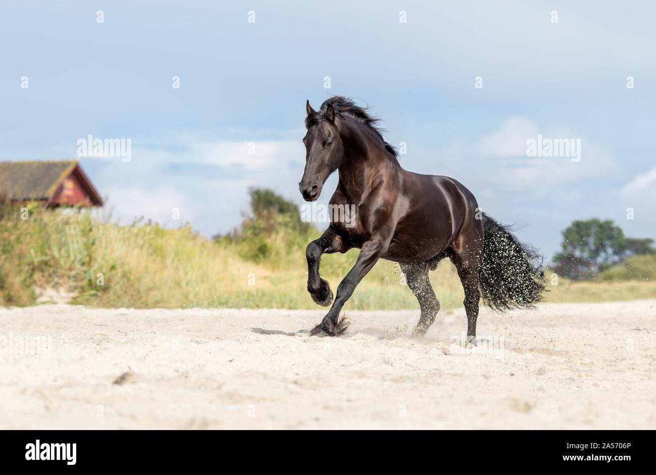 Friesian horse beach immagini e fotografie stock ad alta risoluzione ...