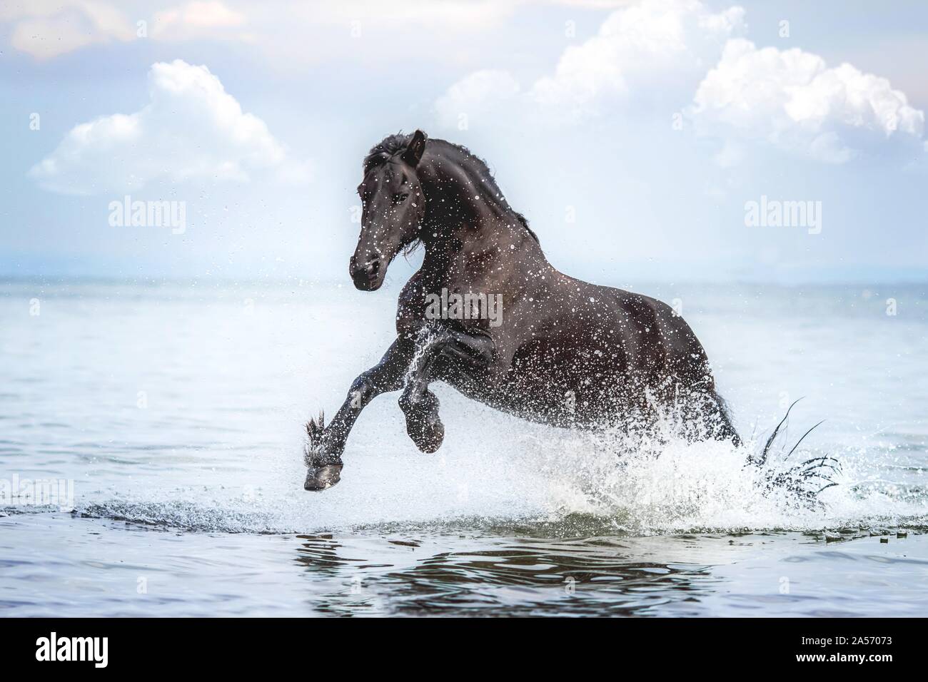 Friesian horse beach immagini e fotografie stock ad alta risoluzione ...
