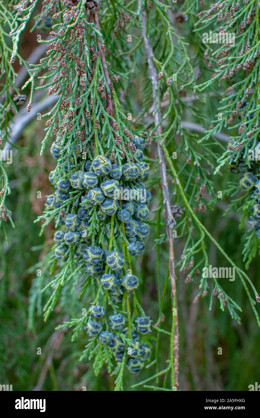 Cupressus funebris immagini e fotografie stock ad alta risoluzione - Alamy