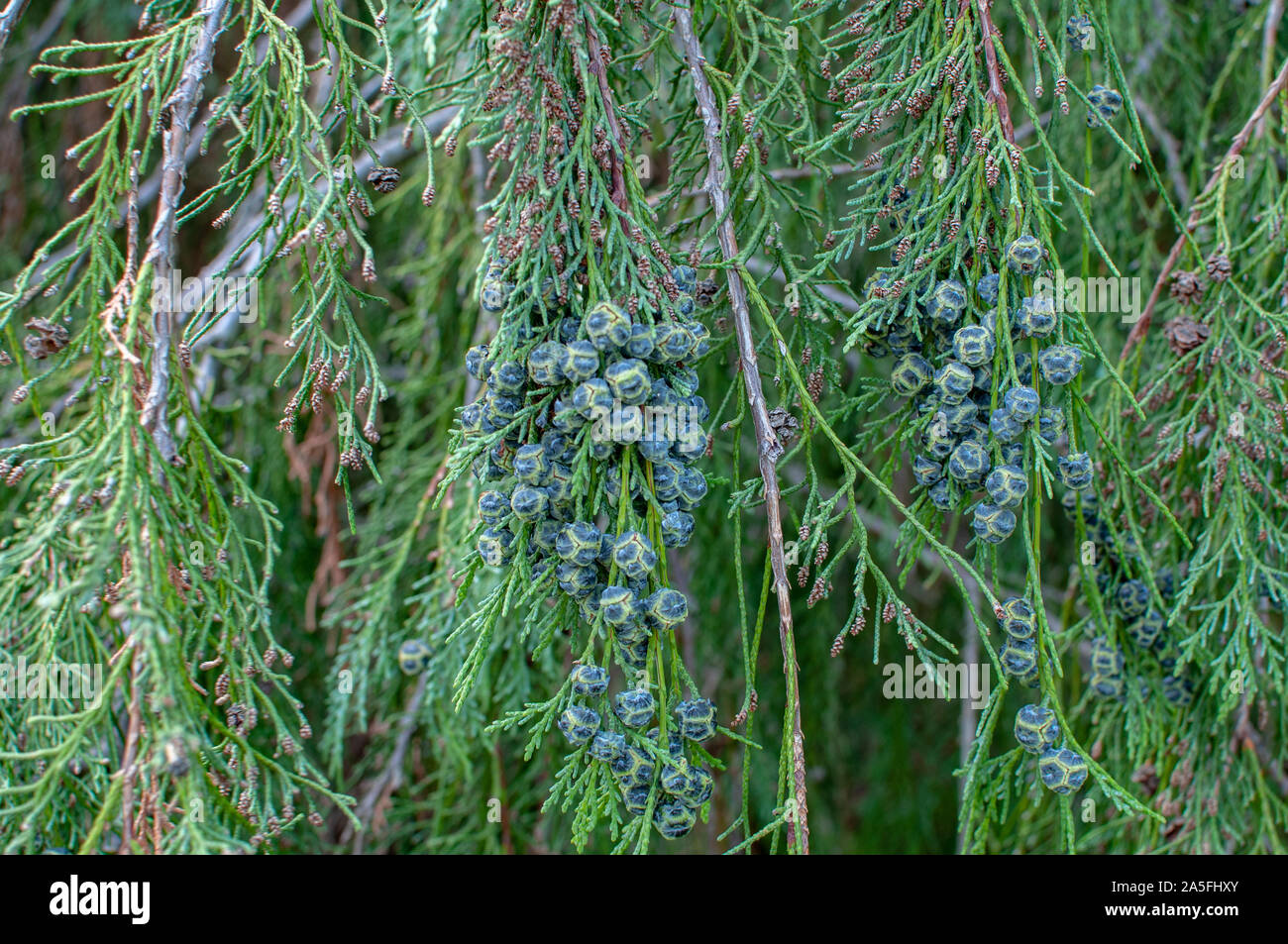 Cupressus funebris immagini e fotografie stock ad alta risoluzione - Alamy