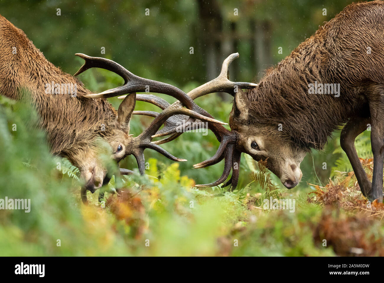 Red deer stag mating immagini e fotografie stock ad alta risoluzione ...