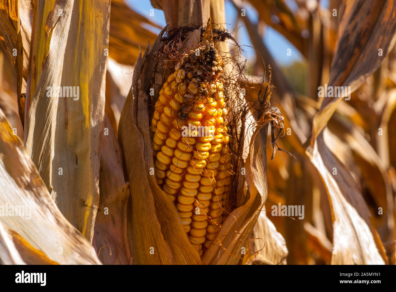Spiga di grano immagini e fotografie stock ad alta risoluzione - Alamy
