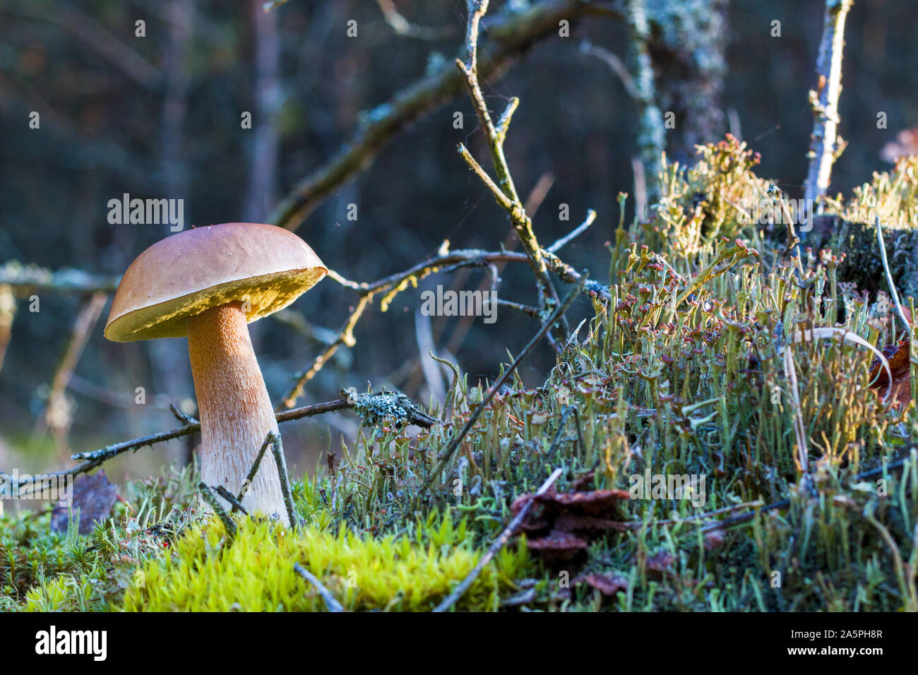 Funghi porcini in dark moss. Autunno crescono i funghi nella foresta ...