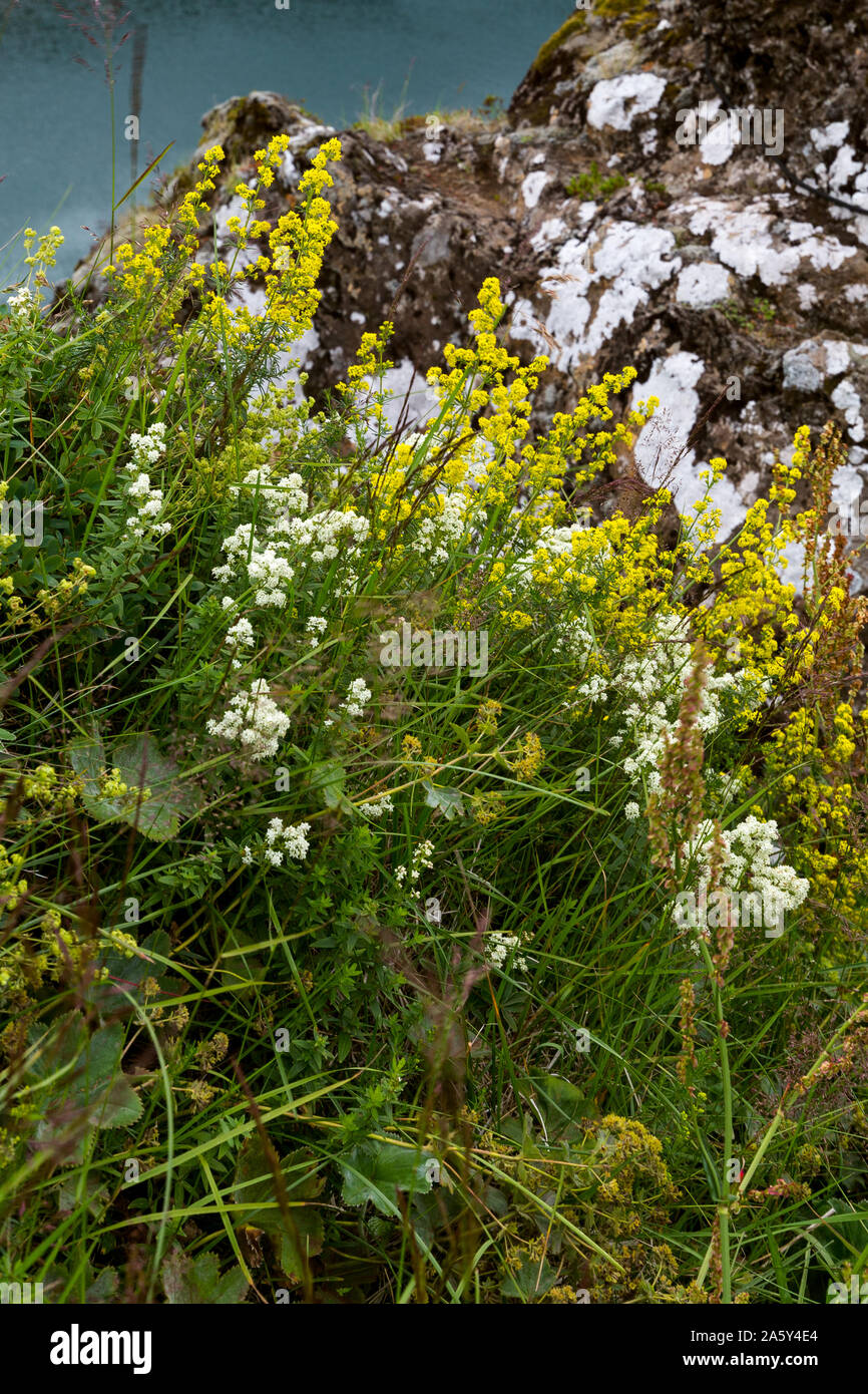 Reykjavik, Islanda, Kerid Cratere di Vulcano Islanda. Asclepias ...