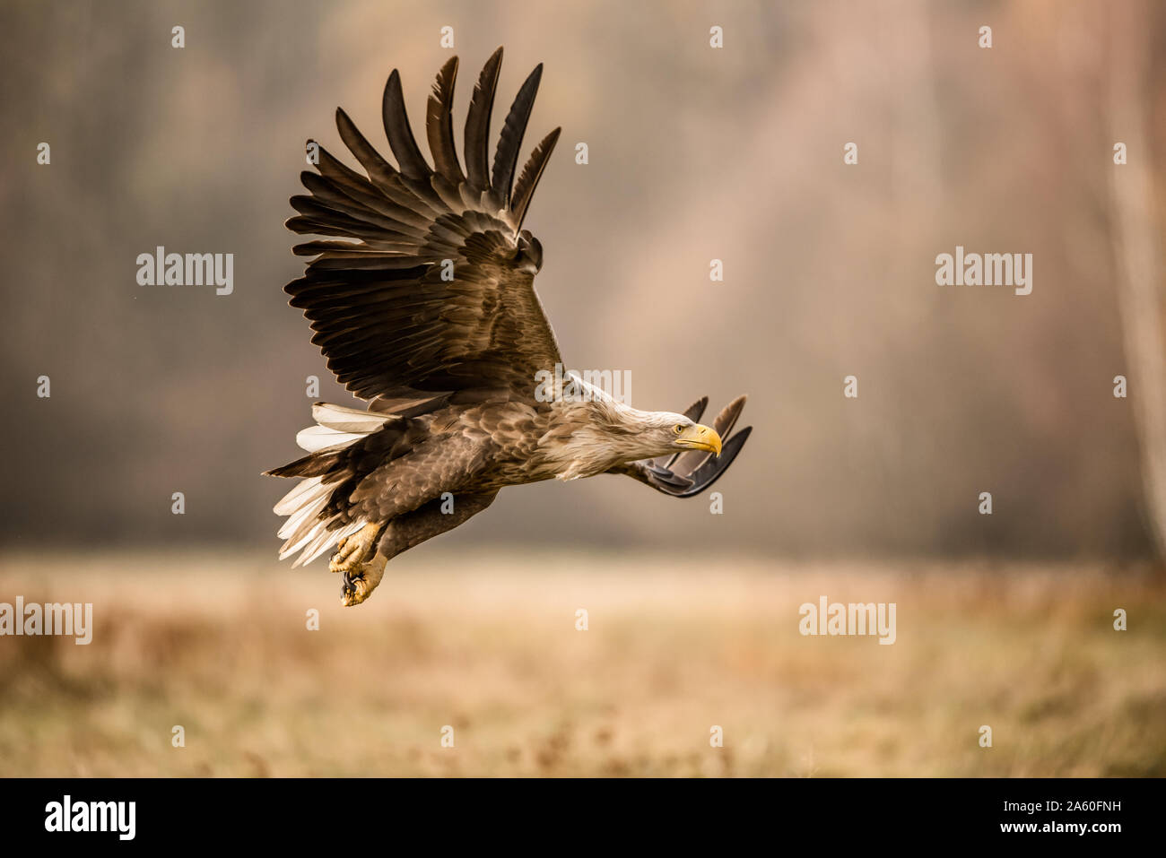 Aquila ad ali aperte immagini e fotografie stock ad alta risoluzione ...