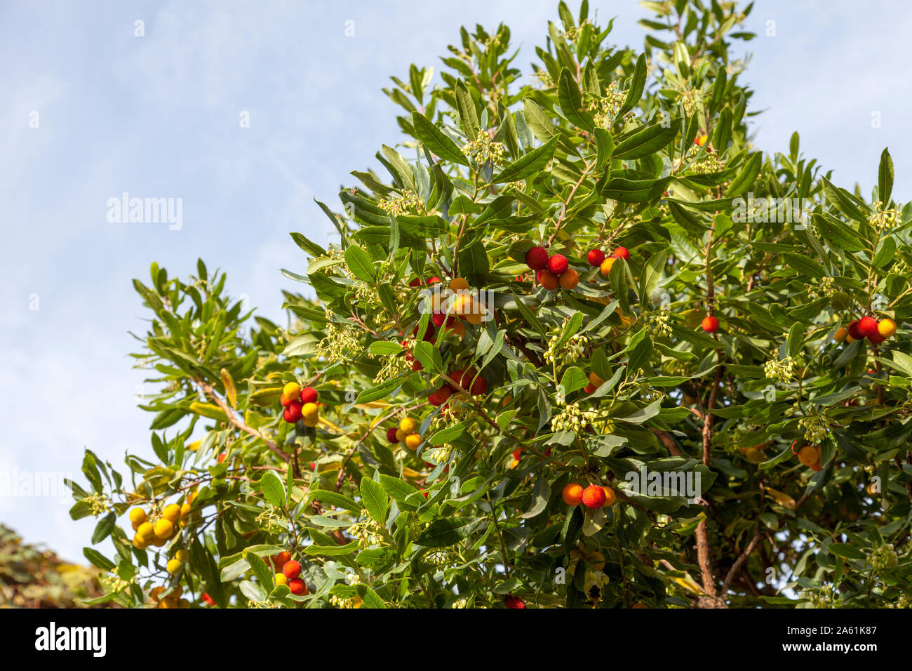 Albero di corbezzolo immagini e fotografie stock ad alta risoluzione ...