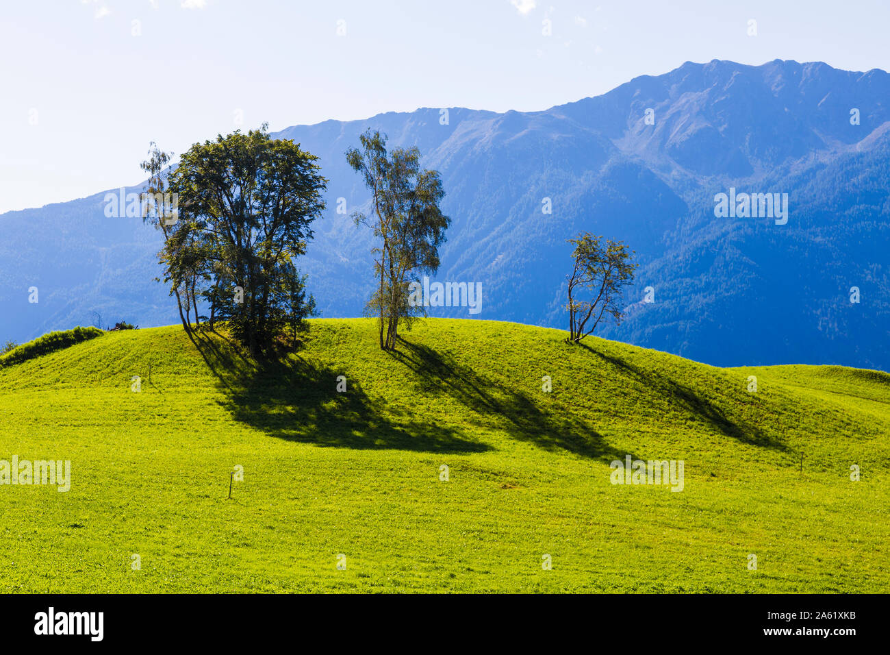 Alberi di prato alpino immagini e fotografie stock ad alta risoluzione ...