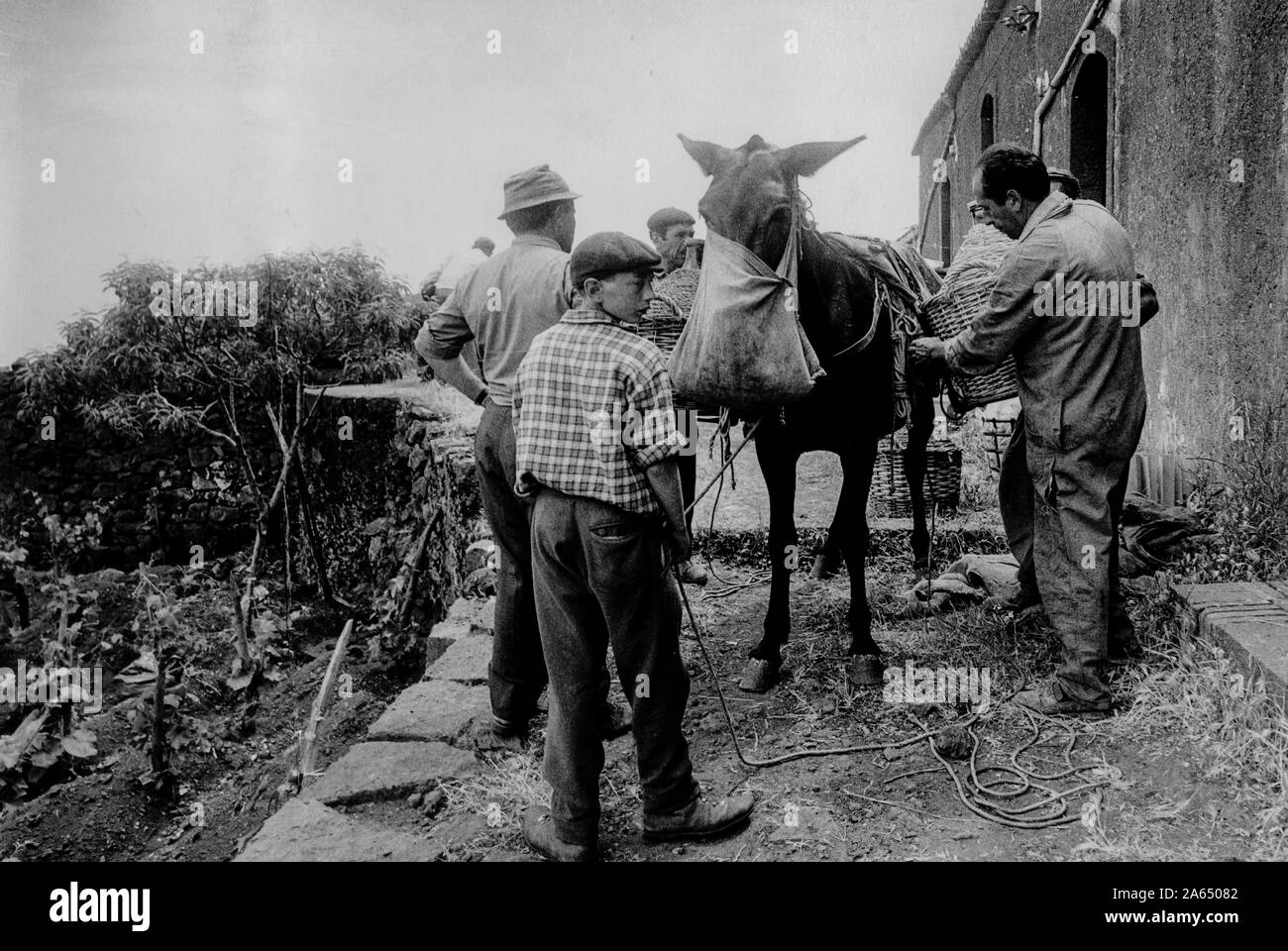 Contadini storici immagini e fotografie stock ad alta risoluzione - Alamy