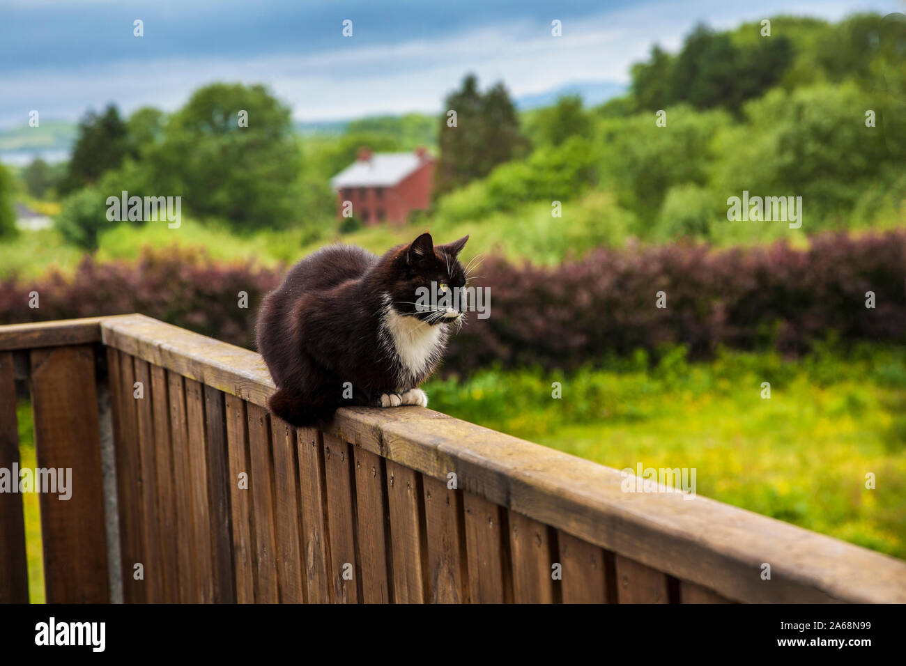 Gatto sulla ringhiera del portico immagini e fotografie stock ad alta ...