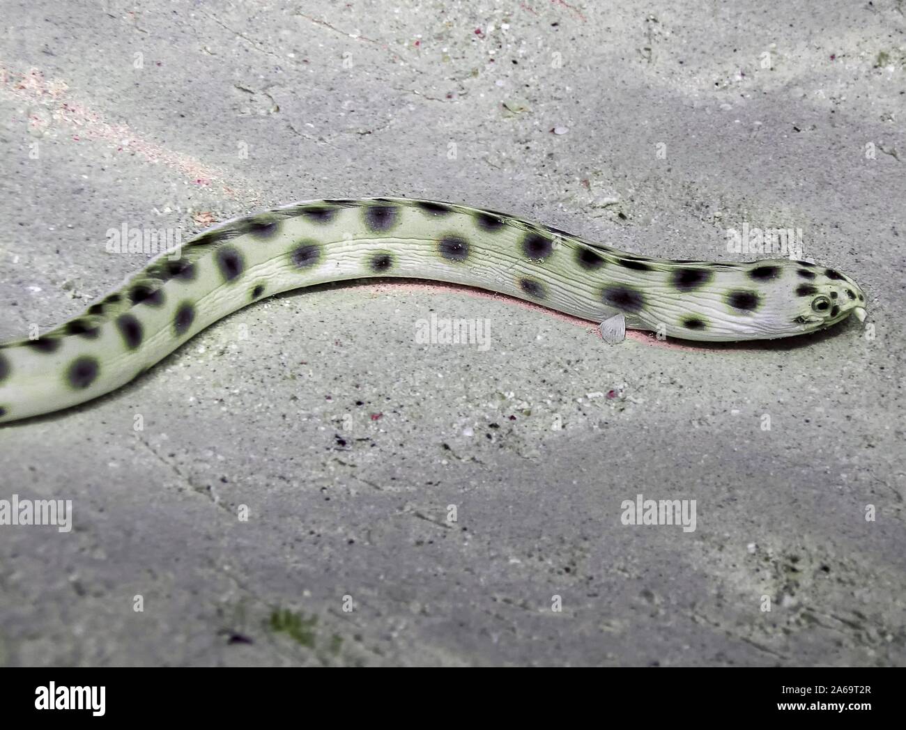 Anguilla Serpente Maculata Immagini e Fotos Stock - Alamy