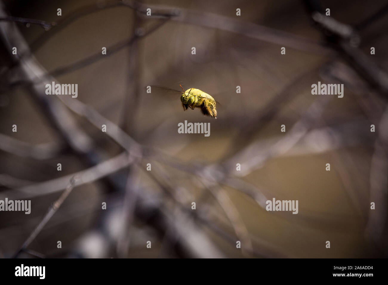 Ape ali veloci immagini e fotografie stock ad alta risoluzione - Alamy