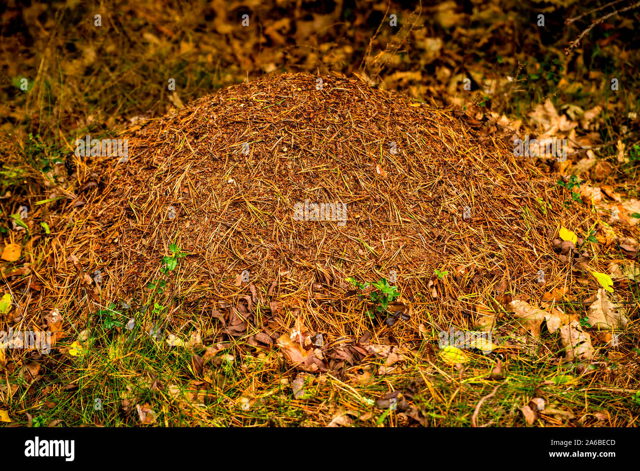 Ant heap immagini e fotografie stock ad alta risoluzione - Alamy