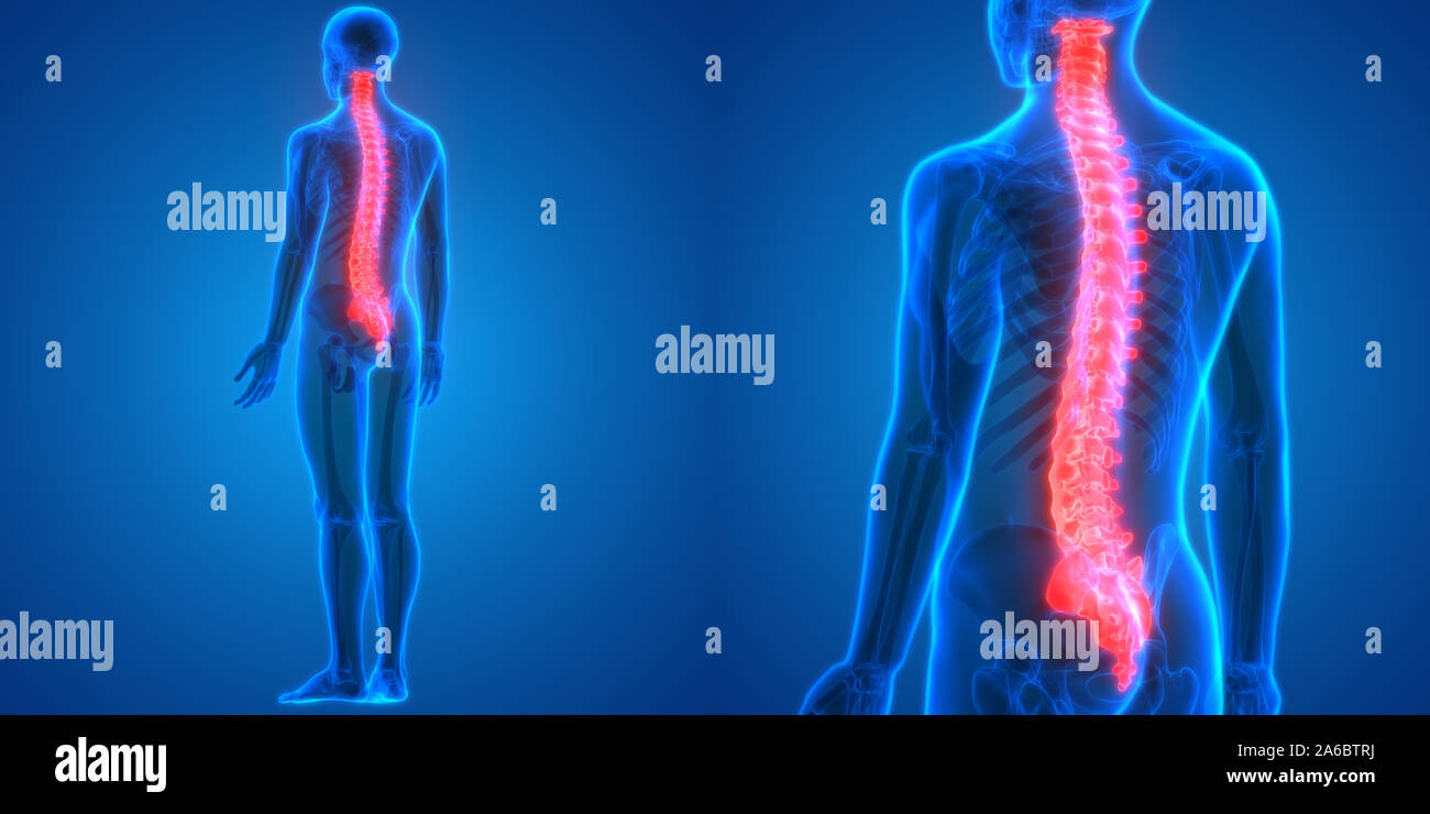 La colonna vertebrale di scheletro umano anatomia del sistema Foto ...