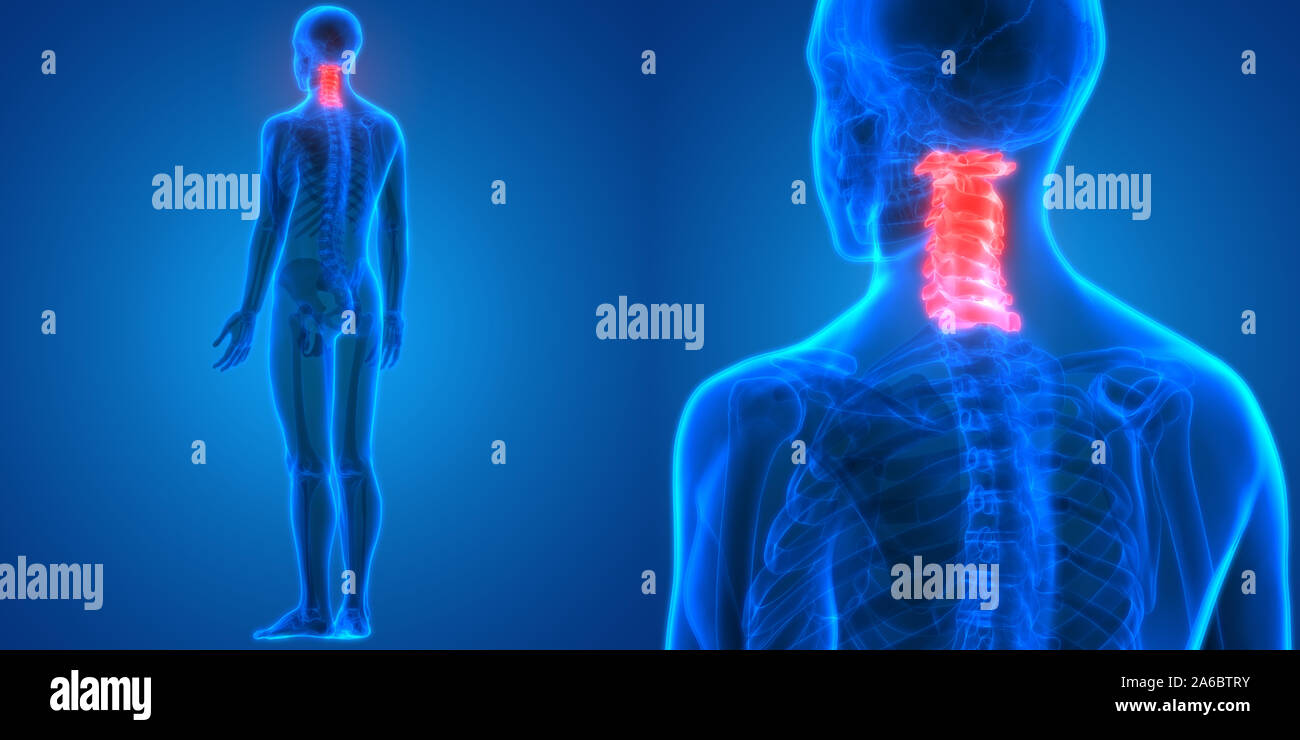 La colonna vertebrale delle vertebre cervicali di scheletro umano ...