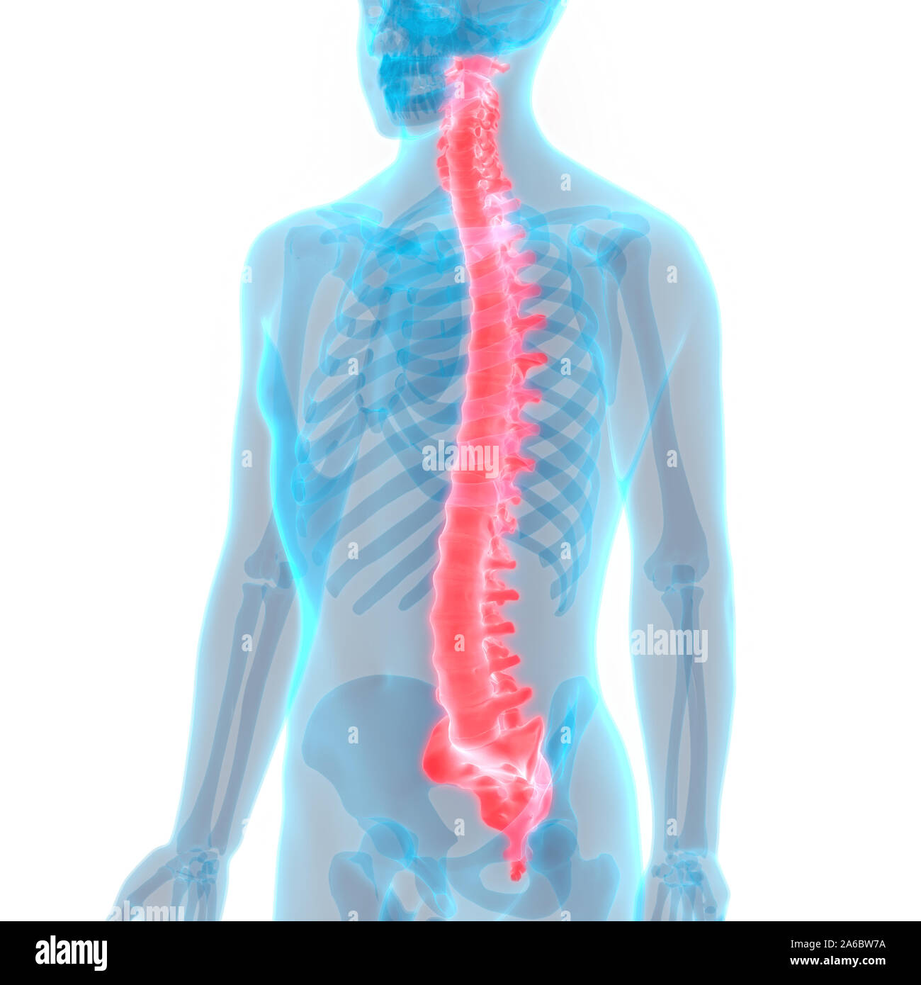La colonna vertebrale di scheletro umano anatomia del sistema Foto ...