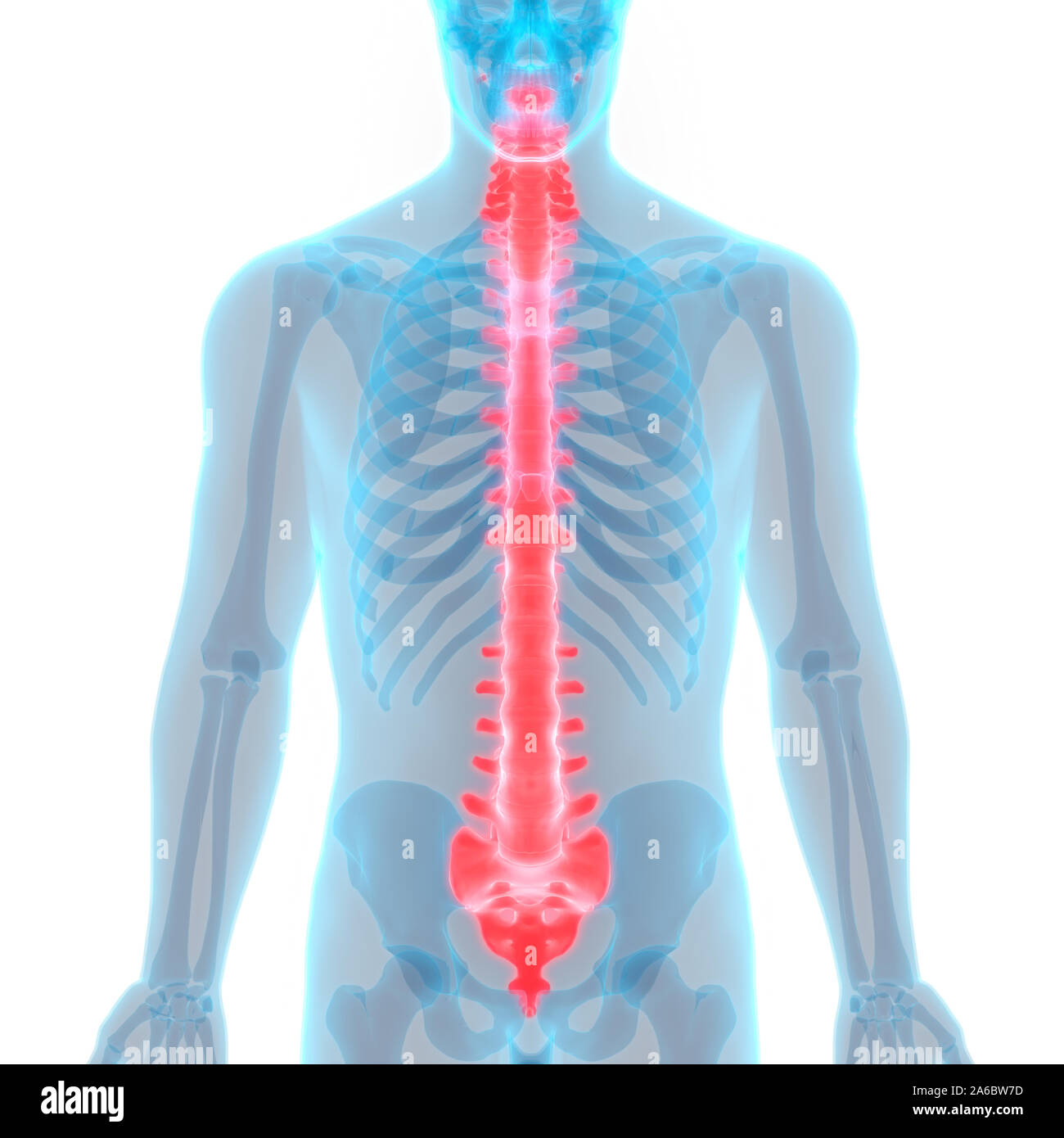 La colonna vertebrale di scheletro umano anatomia del sistema Foto ...