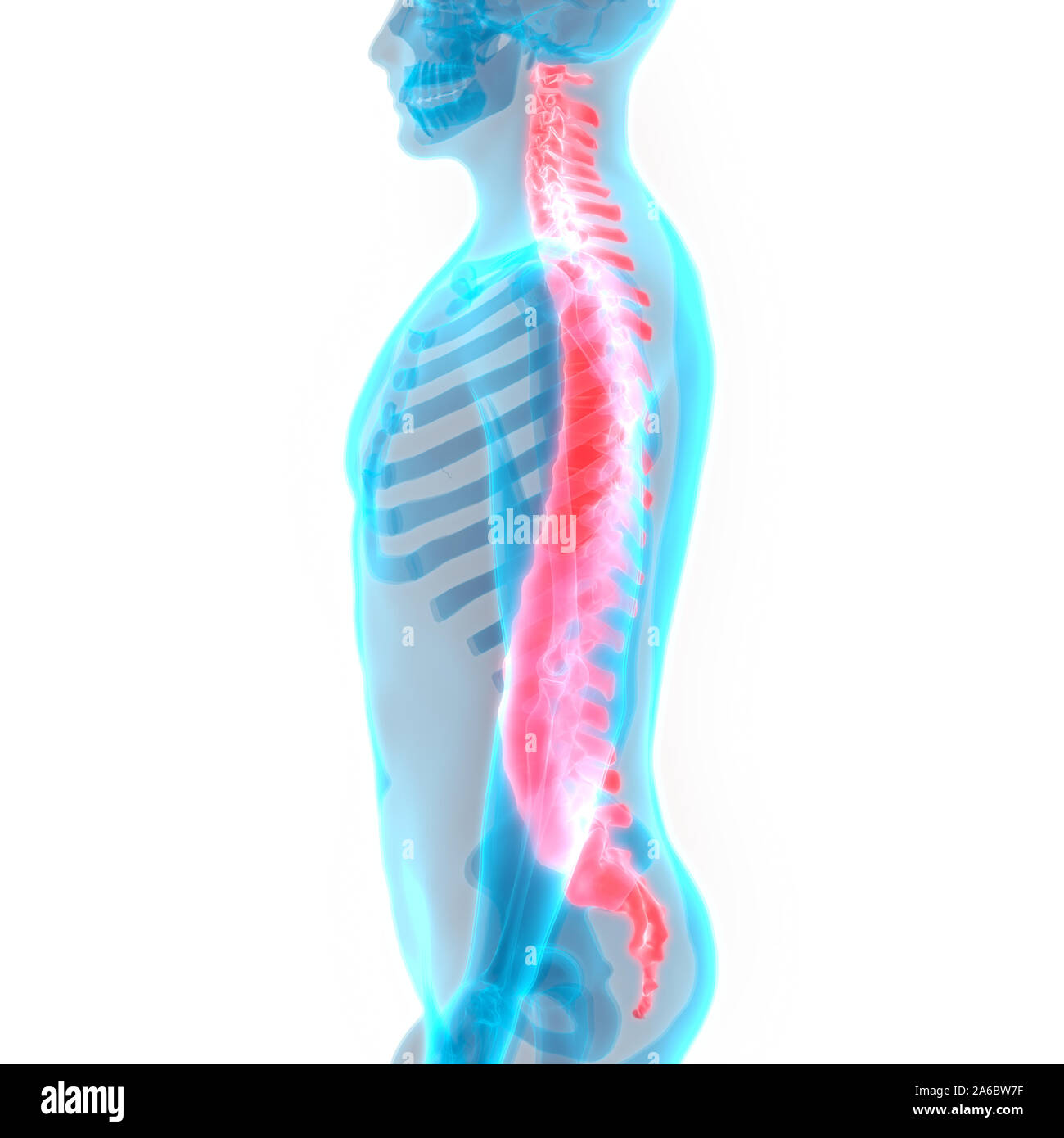 La colonna vertebrale di scheletro umano anatomia del sistema Foto ...
