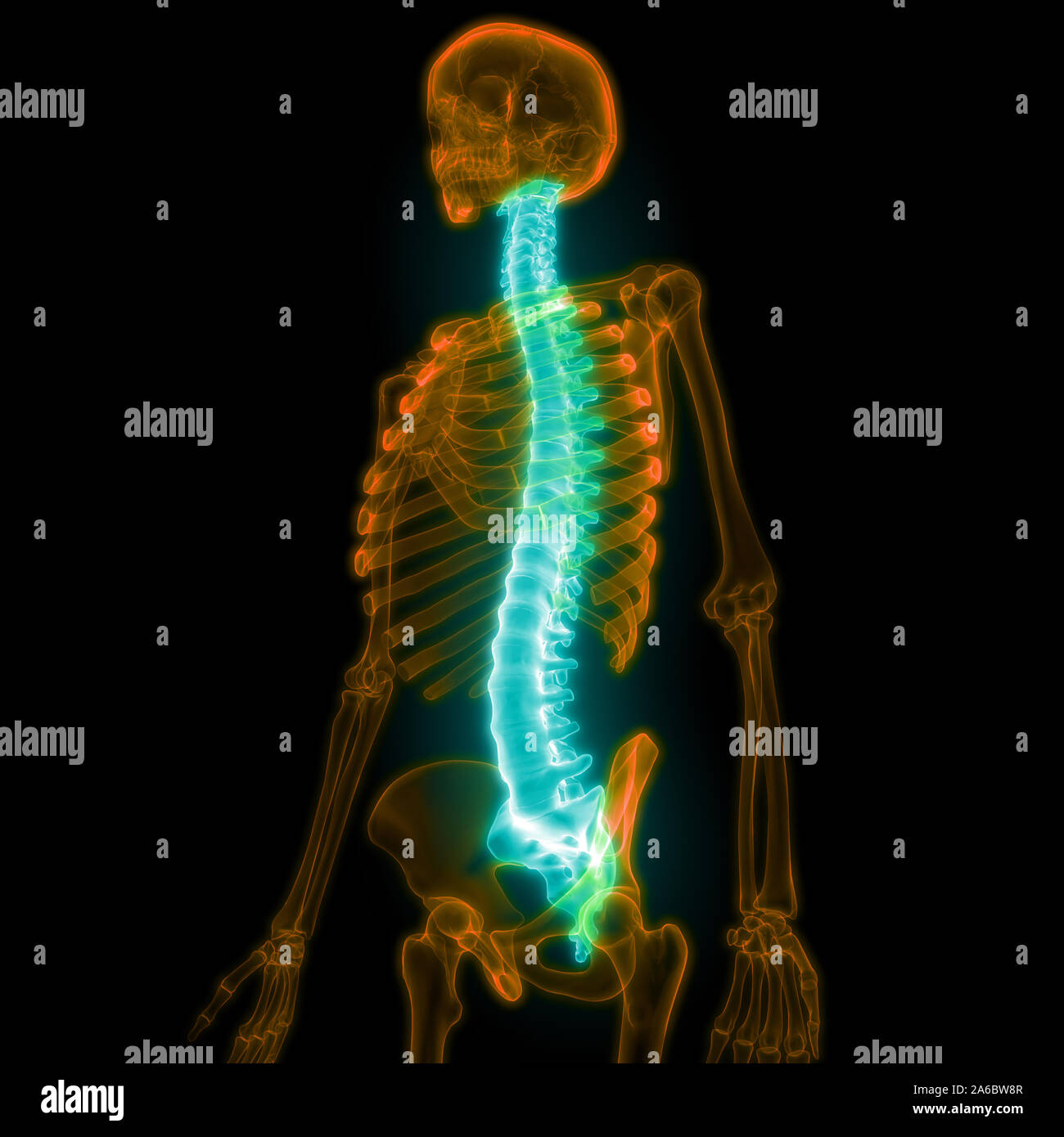 La colonna vertebrale di scheletro umano anatomia del sistema Foto ...