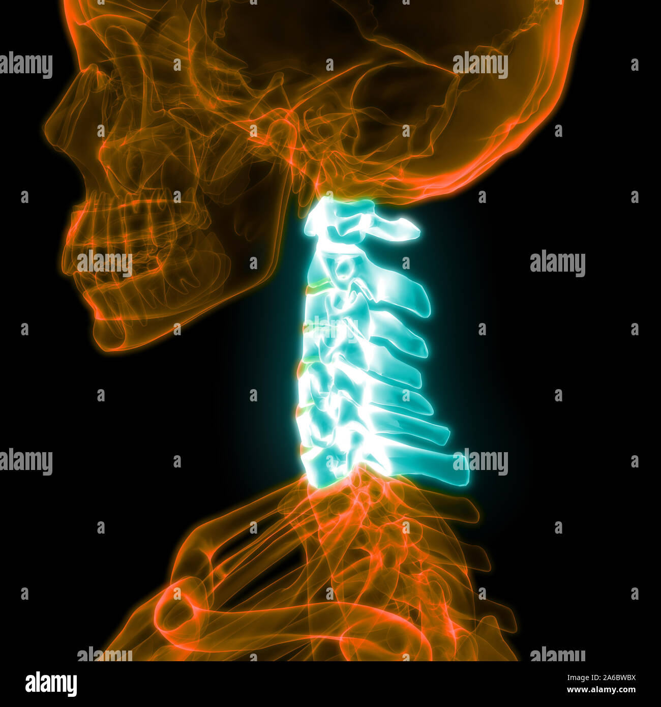 La colonna vertebrale delle vertebre cervicali di scheletro umano ...
