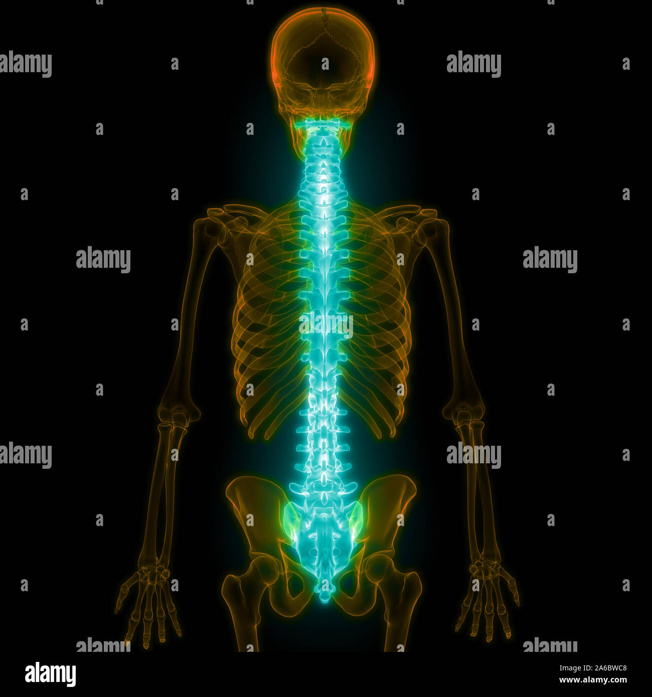 La colonna vertebrale di scheletro umano anatomia del sistema Foto ...