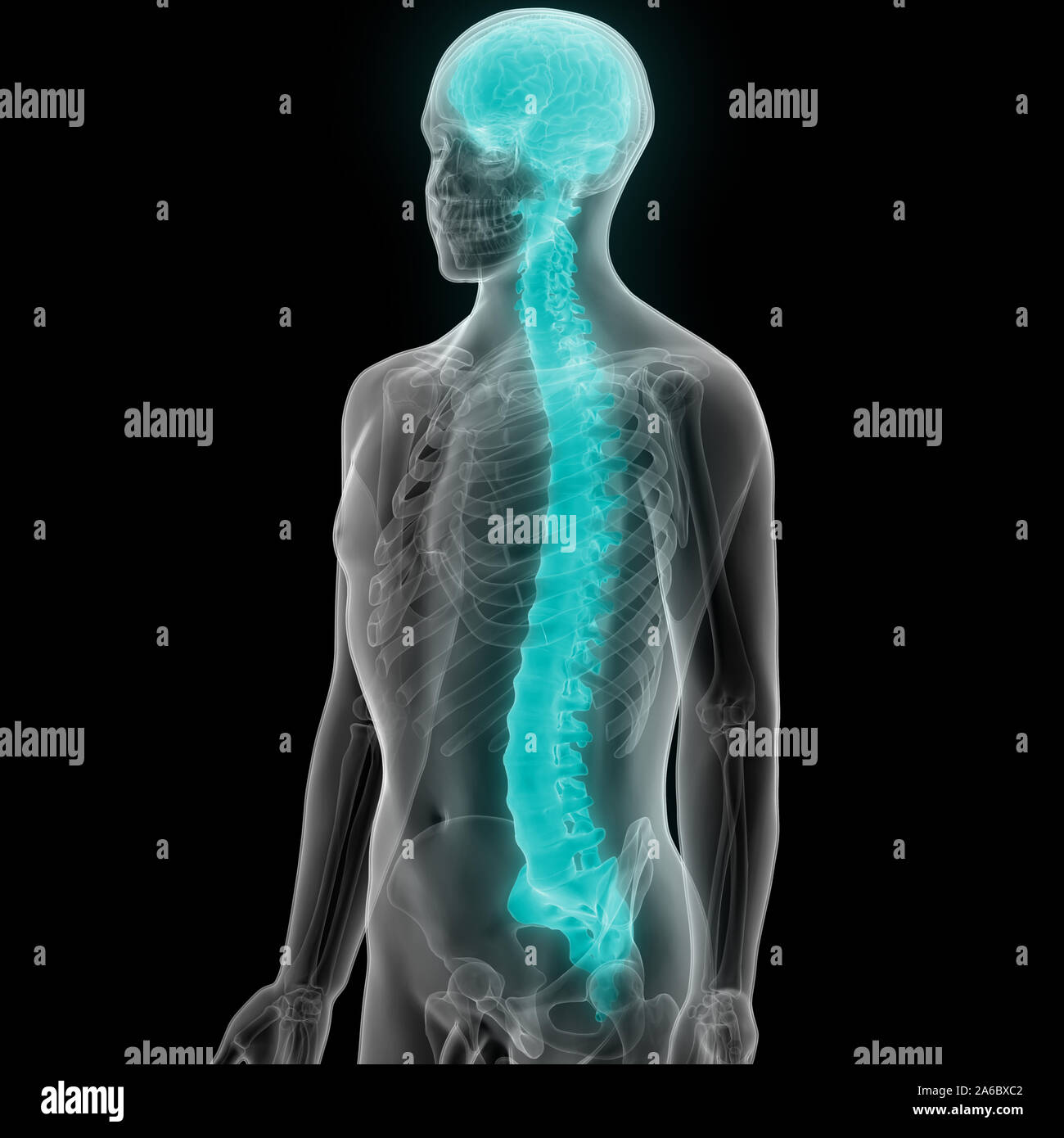 La colonna vertebrale di scheletro umano anatomia del sistema Foto ...