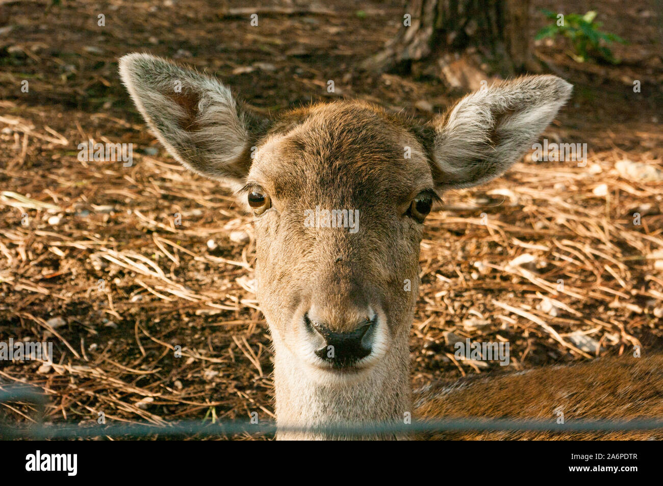 Vita di cervo immagini e fotografie stock ad alta risoluzione - Alamy