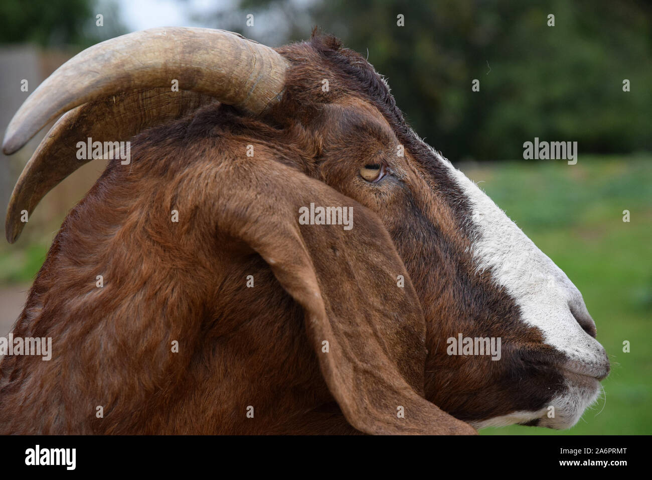 Capra di razza rara immagini e fotografie stock ad alta risoluzione - Alamy