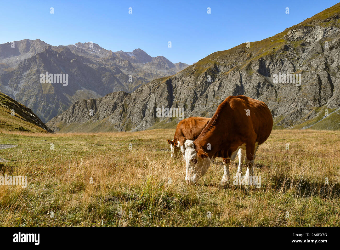 Vista panoramica di un alta montagna paesaggio con le mucche al pascolo ...