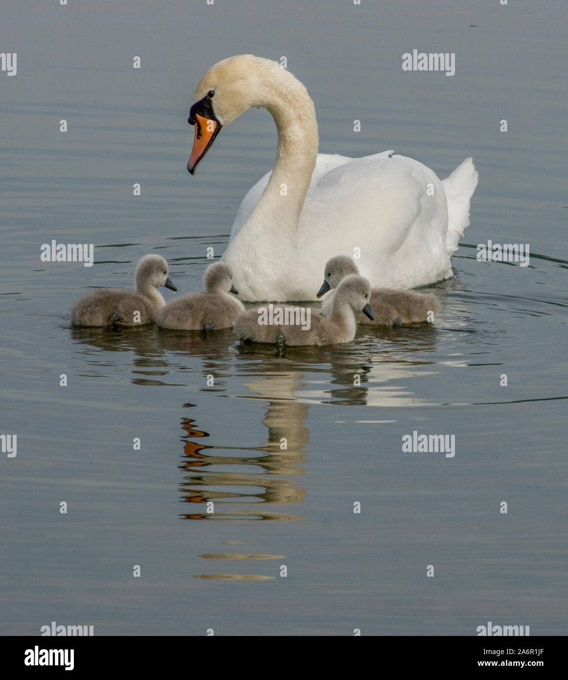 Sagoma di cigno muto immagini e fotografie stock ad alta risoluzione ...
