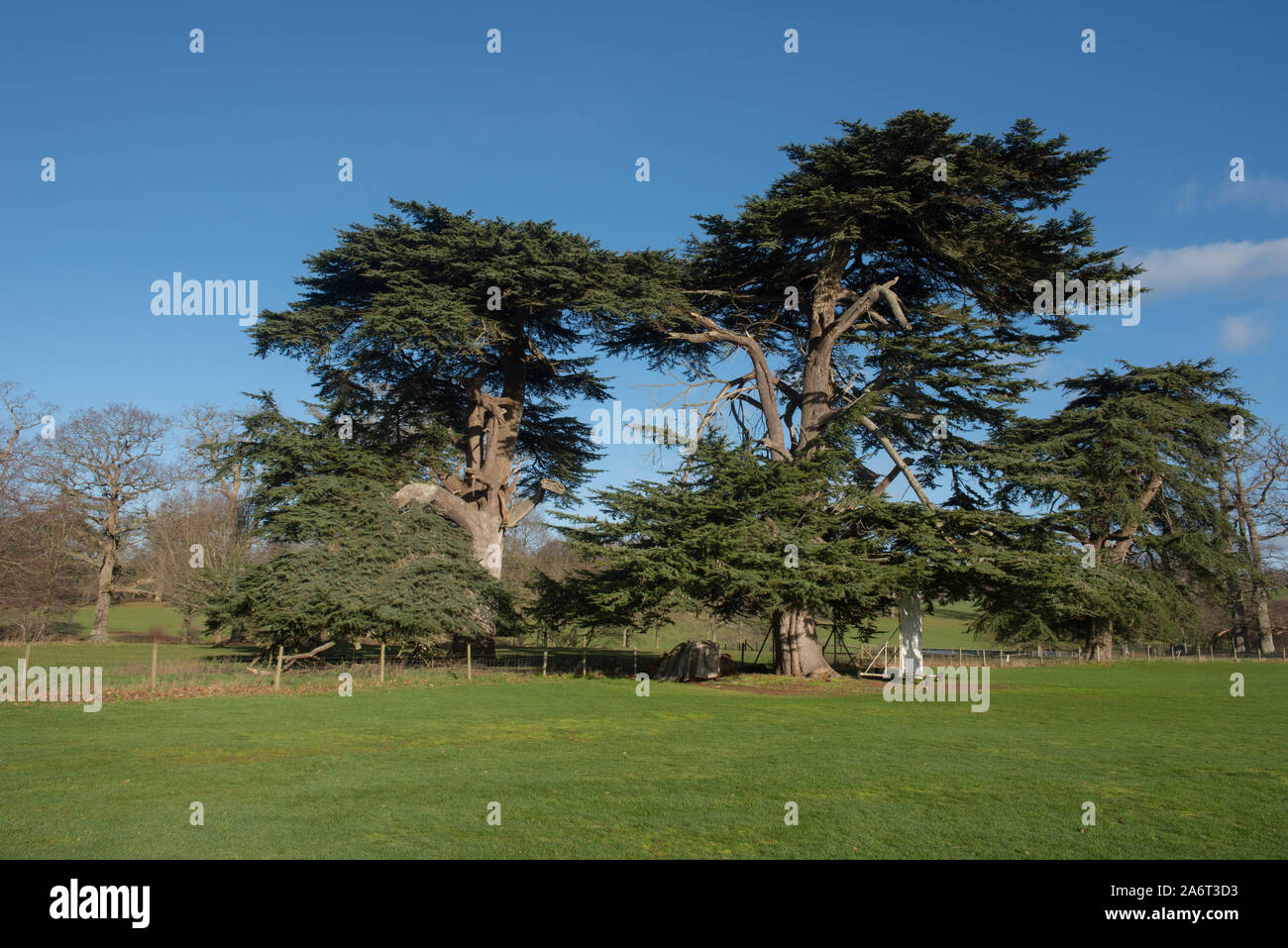 Cedrus libani cones immagini e fotografie stock ad alta risoluzione - Alamy