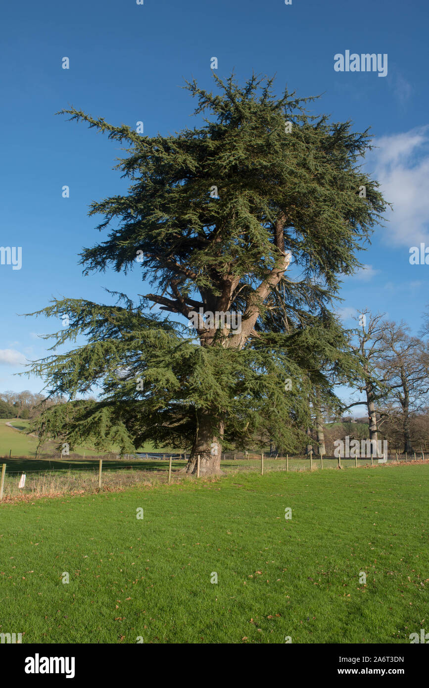 Cedrus libani cones immagini e fotografie stock ad alta risoluzione - Alamy