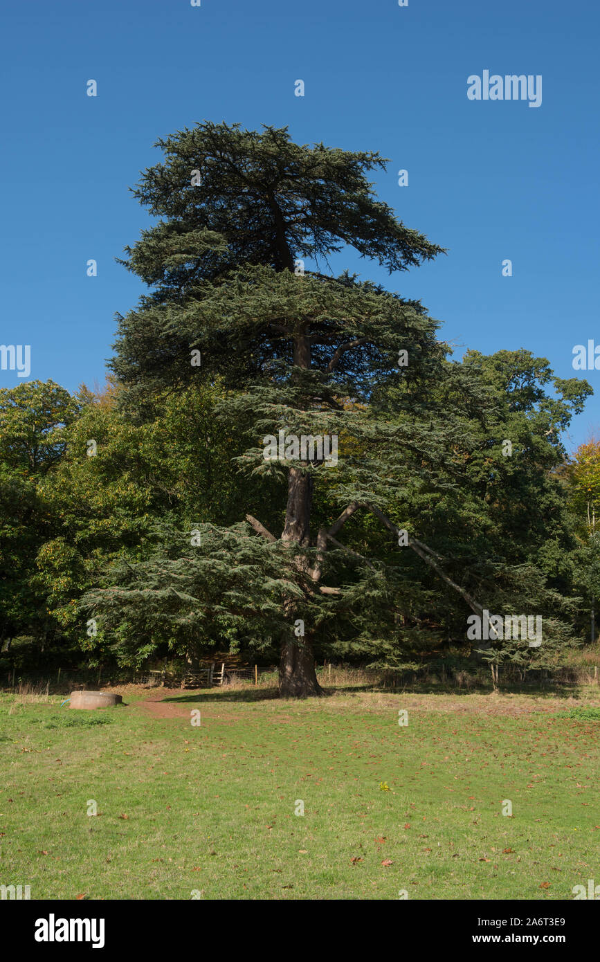 Cedrus libani cones immagini e fotografie stock ad alta risoluzione - Alamy