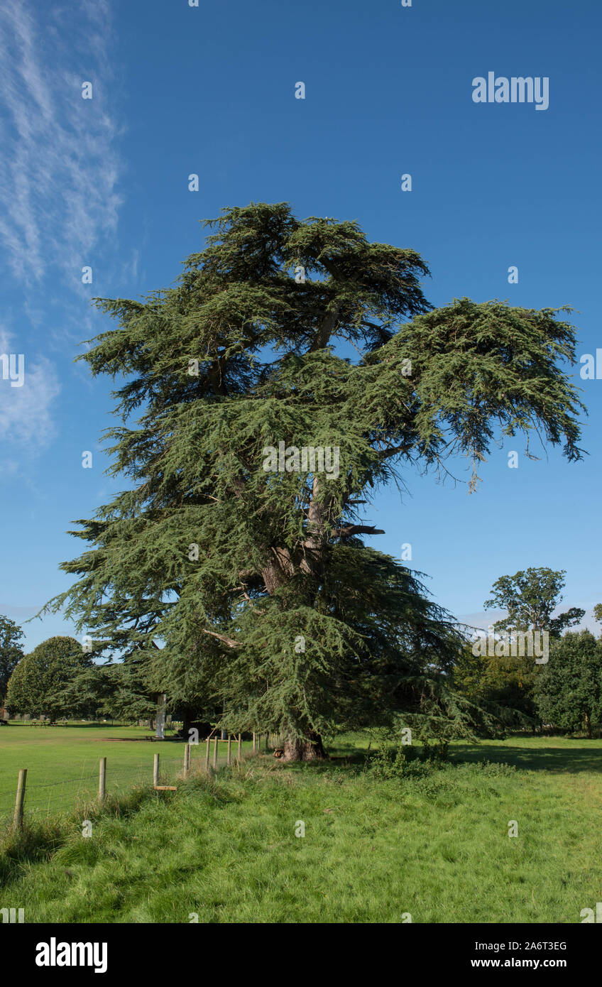 Cedrus libani cones immagini e fotografie stock ad alta risoluzione - Alamy