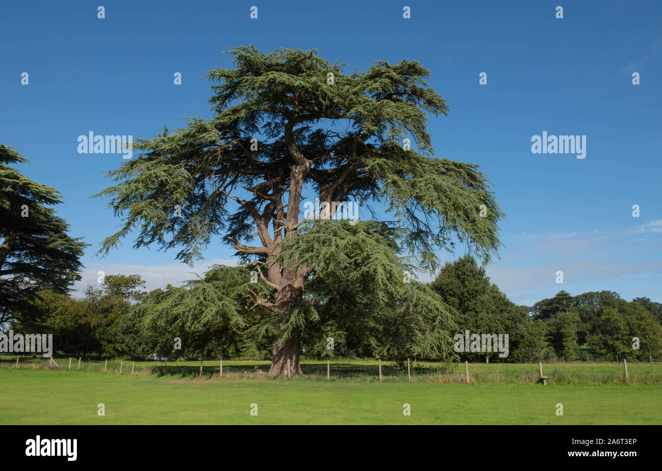 Cedrus libani cones immagini e fotografie stock ad alta risoluzione - Alamy