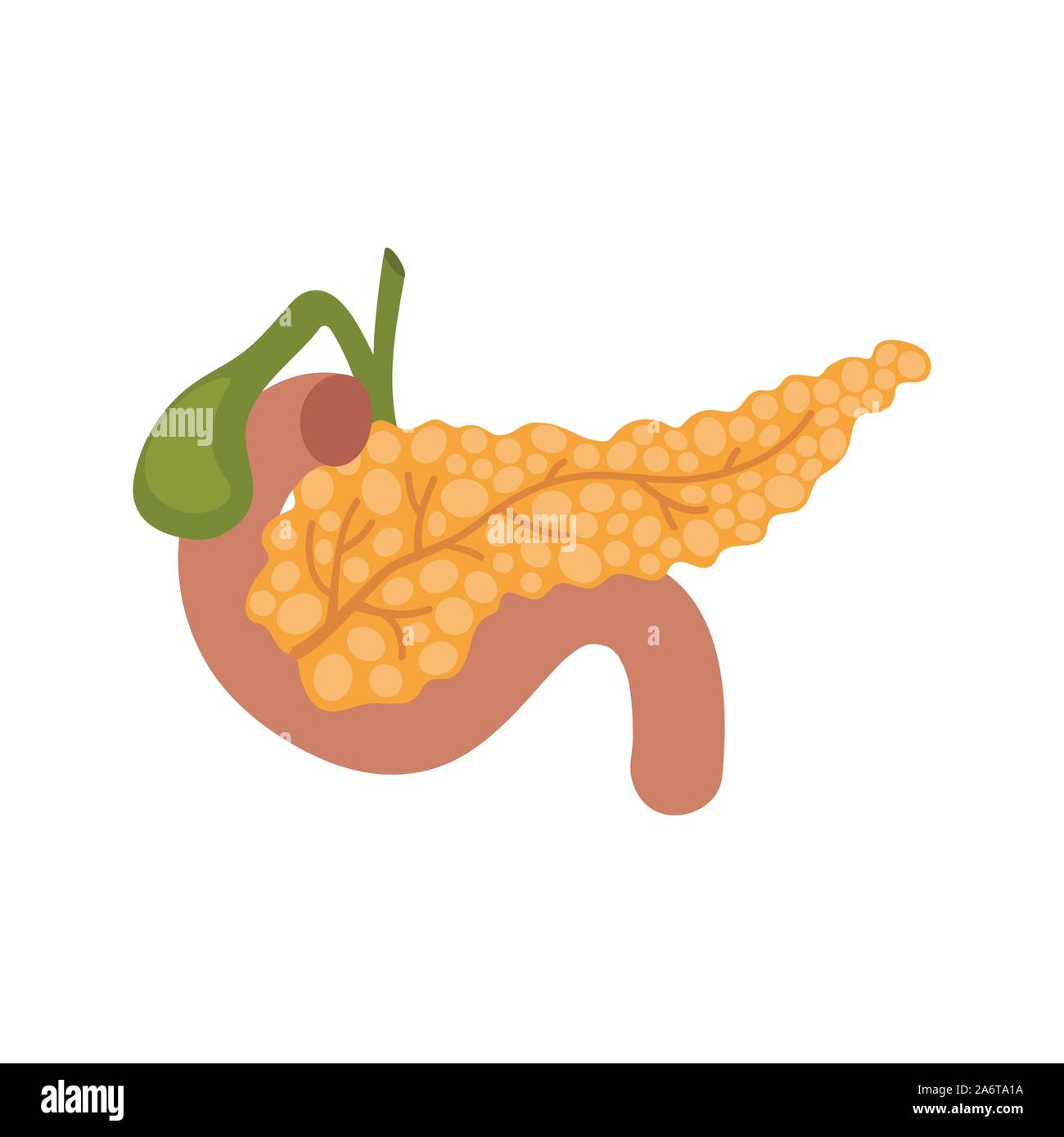 Pancreas anatomia Immagini Vettoriali Stock - Alamy