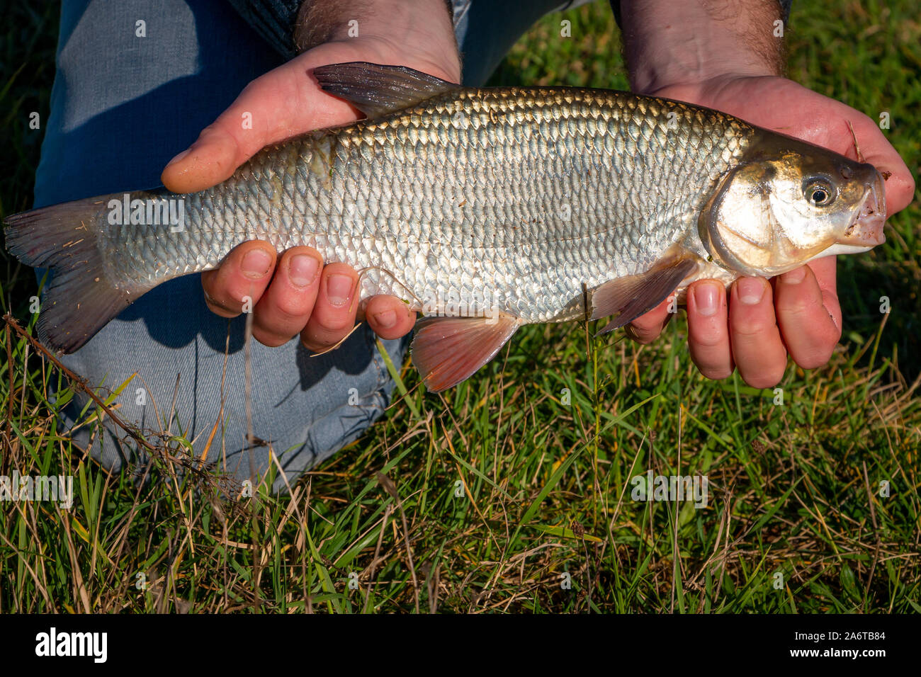 Pesci predatori d'acqua dolce immagini e fotografie stock ad alta ...