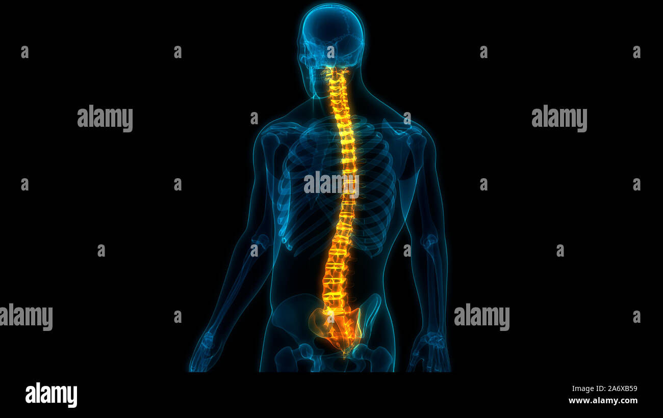 La colonna vertebrale di scheletro umano anatomia del sistema Foto ...