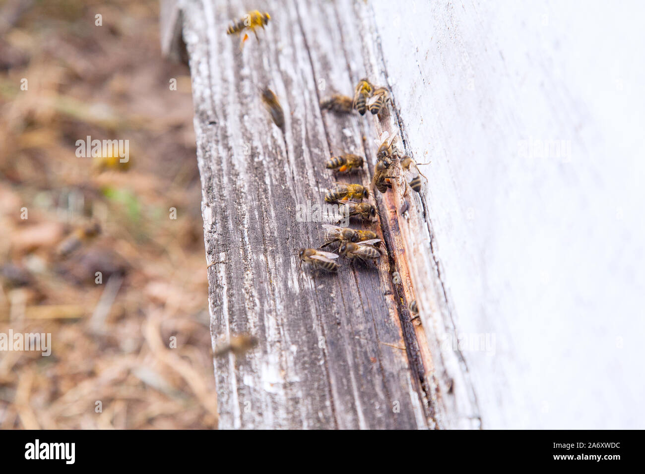 Abbondanza di api all'entrata di alveare in apiario. Api laboriose ...