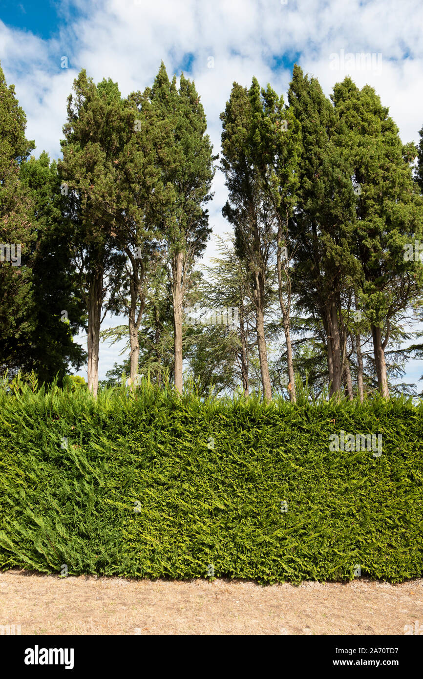 Siepe di cipressi immagini e fotografie stock ad alta risoluzione - Alamy