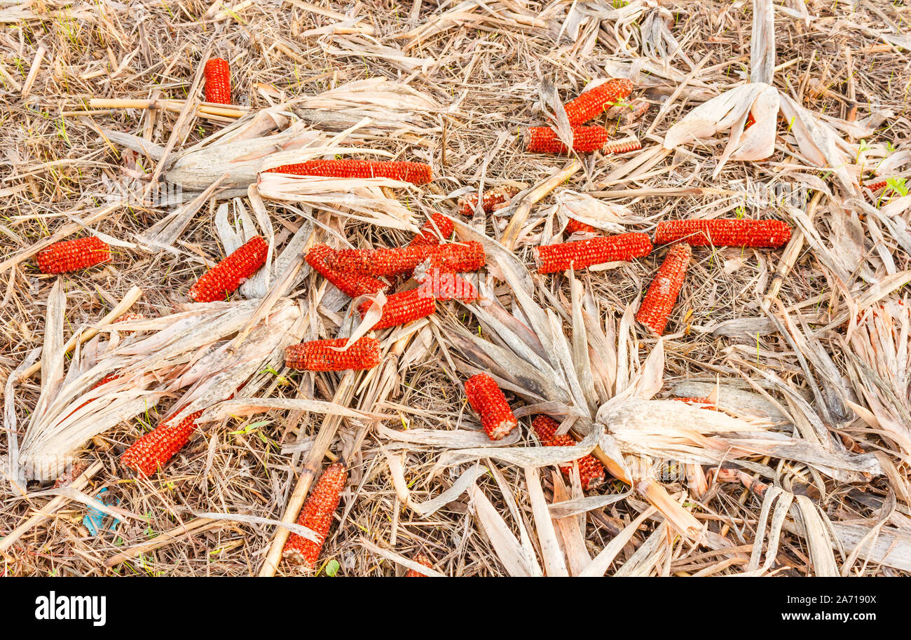 I tutoli di mais della rossa pignoletto tipo Tipico del Canavese ...